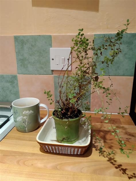 HELP My Mint Plant Named Minty Python Had Him A While Now And He S Looking A Babe Rough Do