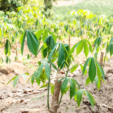 How Does Seaweed Fertilizer Contribute To Plant Growth Seaweed