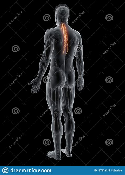 The Semispinalis Thoracis Royalty Free Illustration 162290685