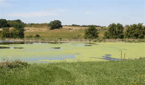 Lagoon Algae Prevention And Control Strategies And Methods