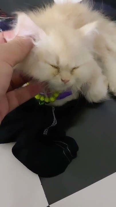 แมวเปาเจ้าครีมมี่ ️ เปาปิ๊ง Youtube