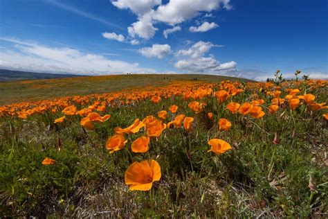 Golden Poppy Californias Flowering Gold Riverbank News