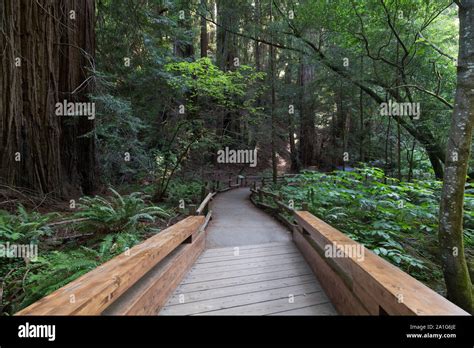 Muir Woods National Monument Located On The Pacific Coast Of