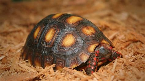 Best Red Foot Tortoise Substrate Picks And Tips