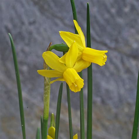 Daffodil Twin Cam