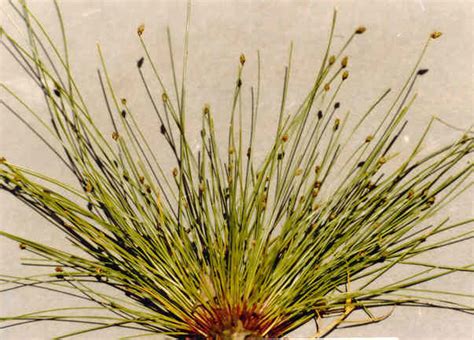 Scirpus Cernuus Vahl