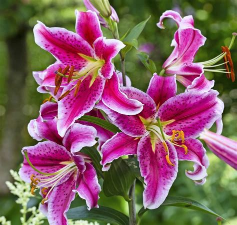 True Lily Vs Daylily Whats The Difference Birds And Blooms