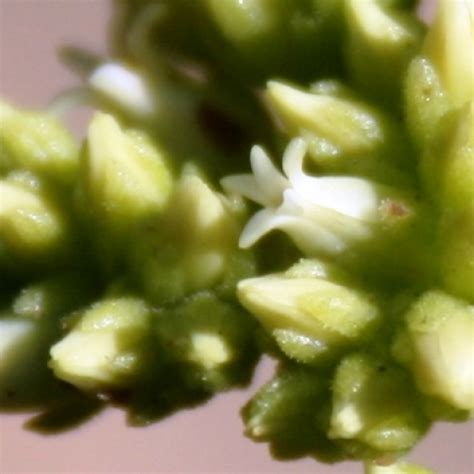 Purple Crassula Crassula Atropurpurea Plant Care And How To Grow Water