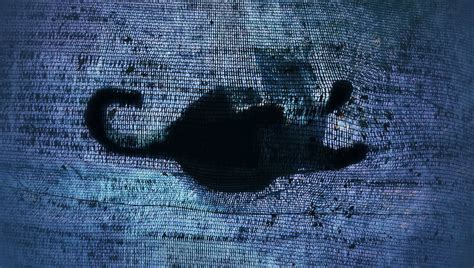 Quantum Cat Experiment Breaks Record By Surviving For Incredible 1 400 Seconds Iflscience