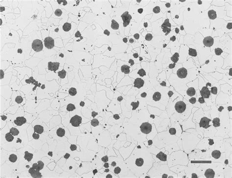 21 Microstructure Of A Fully Ferritic Ductile Iron Specimen The