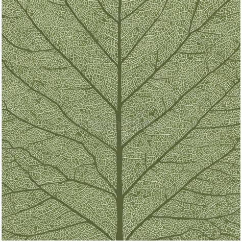Detailed Illustration Of A Leaf S Vein Pattern Featuring A Network Of