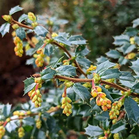 Darwins Barberry Berberis Darwinii Weeds Of Melbourne
