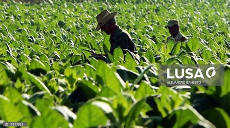 Brasil E Moçambique Entre Os Maiores Produtores Mundiais De Tabaco Oms