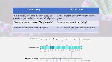 Gene Mapping Pptx Molecular Biology Gene Linkage Pptx Genetics Science