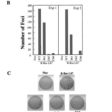Transforming Potential Of R Ras Effector Loop Mutants A Schematic