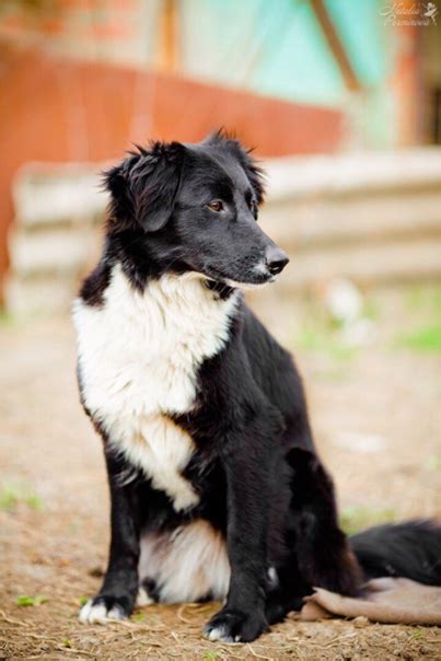 Обаятельная девочка Манишка ищет себе семью Манишке 8 месяцев она общительная и милая собачка