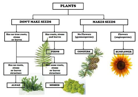 Short Notes From Past Papers Plant Taxonomy Forestrypedia