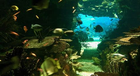 Лиссабонский океанариум Лиссабон Португалия Gidza