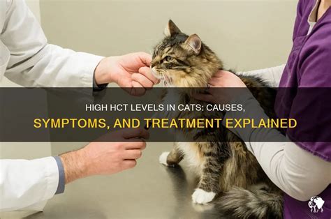 High Hct Levels In Cats Causes Symptoms And Treatment Explained