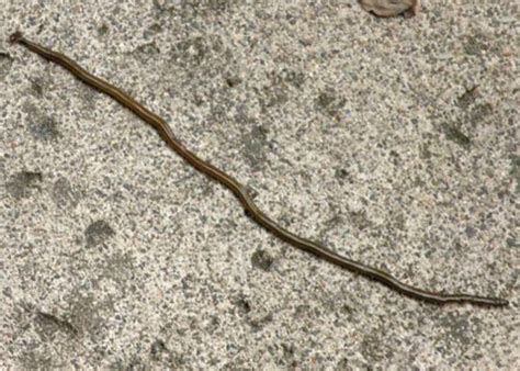Hammerhead Worm Bipalium Kewense