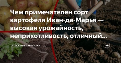 Чем примечателен сорт картофеля Иван-да-Марья — высокая урожайность ...