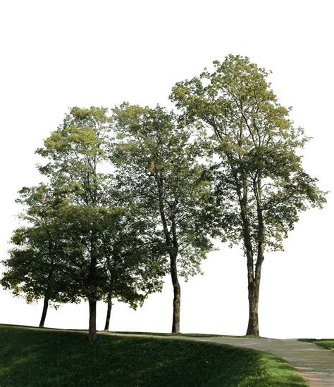 Cutout Image Of A Tree Group Transparent Backgroud Image Ready To Use In Phoshop Baum Grupo