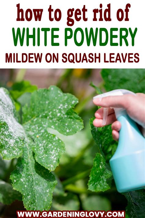 How To Get Rid Of Powdery Mildew 15 Easy Yet Effective Ways Artofit