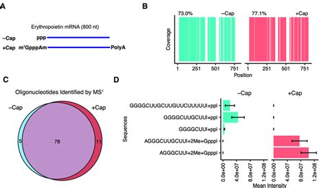 Hrnase 4 Enables Characterization Of An M 7 Gpppam Capped Mrna A A