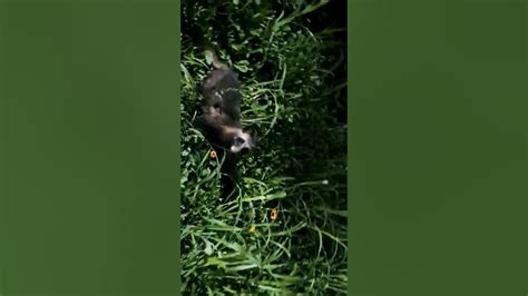 길에서 만난 너구리 친구 Youtube