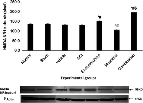 Nmda Receptors Nr1 Subunit Expression In Western Blot Significant Download Scientific