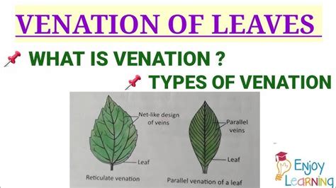 What Is Reticulate Venation Quora
