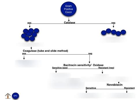 Staph Flow Chart Diagram Quizlet