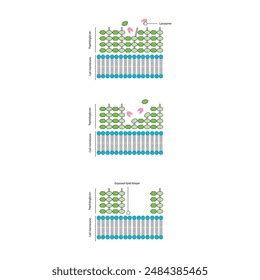Diagram Showing Lysozyme Action On Bacterial Stock Vector Royalty Free