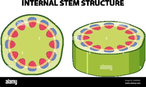 Internal Structure Of Stem Diagram Illustration Stock Vector Image And Art Alamy