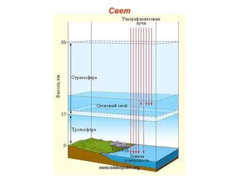 Для чего свет нужен растениям - презентация онлайн