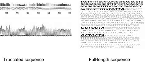 Site Of Ccnd1 Mrna Truncation Ncode Was Used To Clone The Truncated Download Scientific