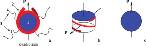 Nucleosomal Core Particle Biophysical View Dna Is Wrapped Around The