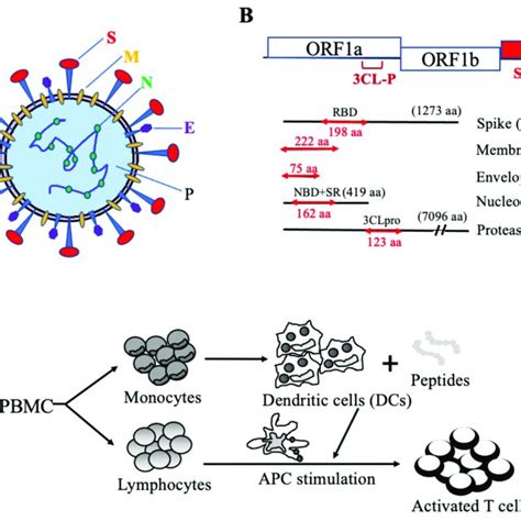 Synthetic Peptides Of Sars Cov 2 S E M N And P Proteins And In Download Scientific Diagram