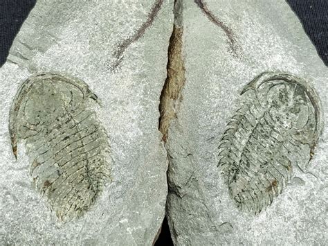 Very Rare Trilobite Positive And Negative Neltneria Sp Catawiki