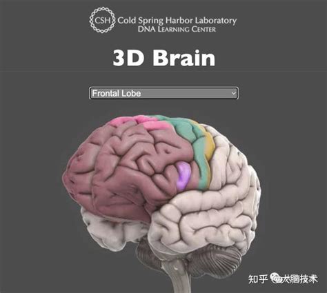 一个免费的大脑脑区可视化网页 知乎