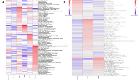 Metabolic Pathway Activity Scores Of Pituitary Neuroendocrine Tumor