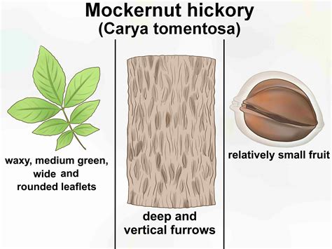 Identify Hickory Tree