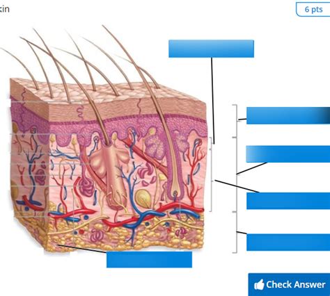 Diagram Of Labelled Skin Layers Quizlet