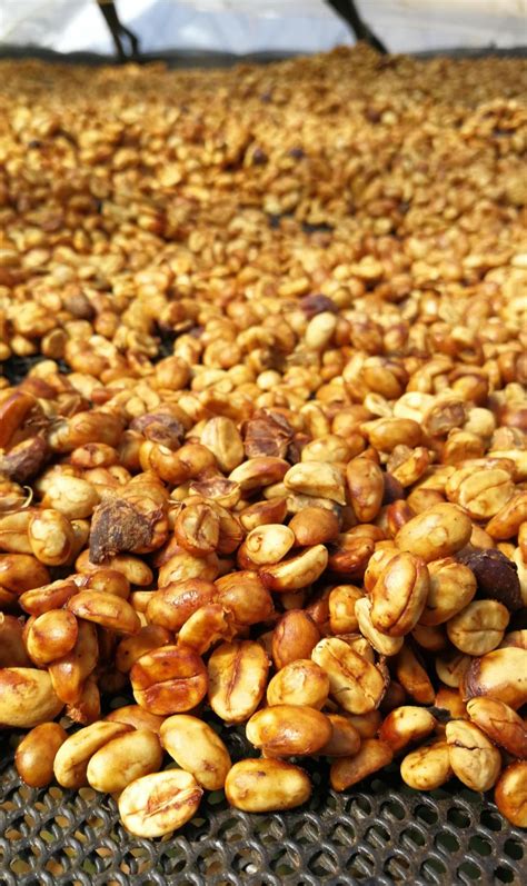 Im กาแฟ Honey Process คืออะไร Honey Process เป็นกระบวนการแปรรูปกาแฟที่อยู่กึ่งกลางระหว่าง