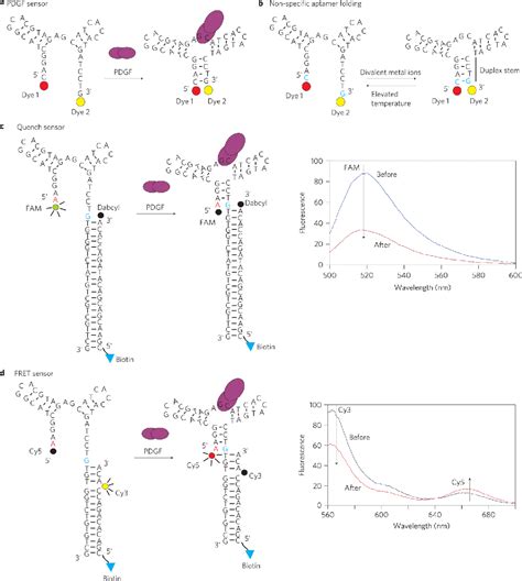 Figure 1 From Cell Surface Sensors For Real Time Probing Of Cellular