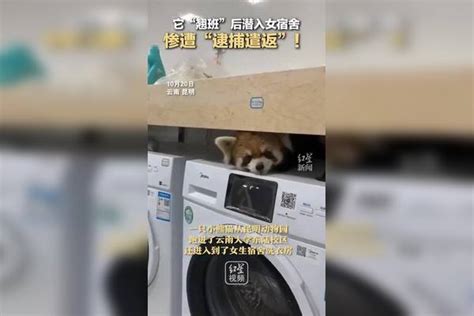 它 翘班”后潜入女宿舍 惨遭 逮捕遣返”！