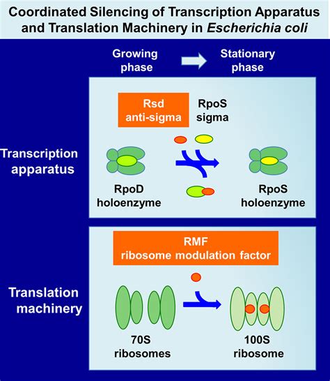 Rsd File Player Lasopawinner