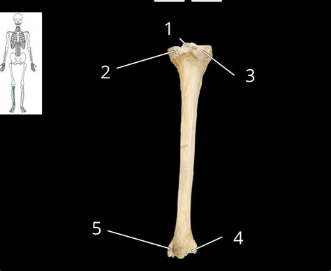 Tibia Diagram Quizlet