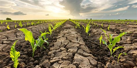 Adapting To Decreased Crop Yields Due To Saltaffected Soil From Sea