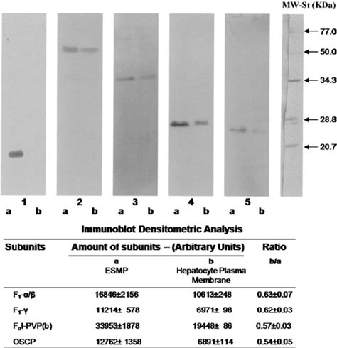 Comparison Of The Content Of The F O F ATP Synthase Subunits Download Scientific Diagram